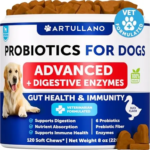 Best Probiotics For Dogs On Antibiotics - 2026 Reviews - Enchanting Pets